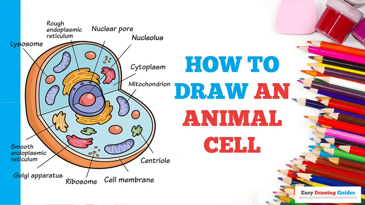 How To Draw Plant Cell And Animal Cell Step By Step Animal Cell And How To Draw Plant Cell And Animal Cell Step By Step Animal Cell And