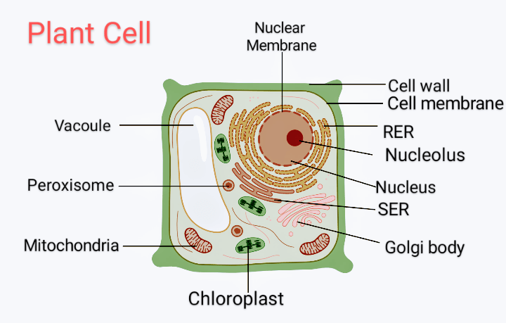 Draw A Welllabelled Diagram Of A Plant Cell Class 11 Biology Cbse Otosection draw-a-welllabelled-diagram-of-a-plant-cell-class-11-biology-cbse-otosection