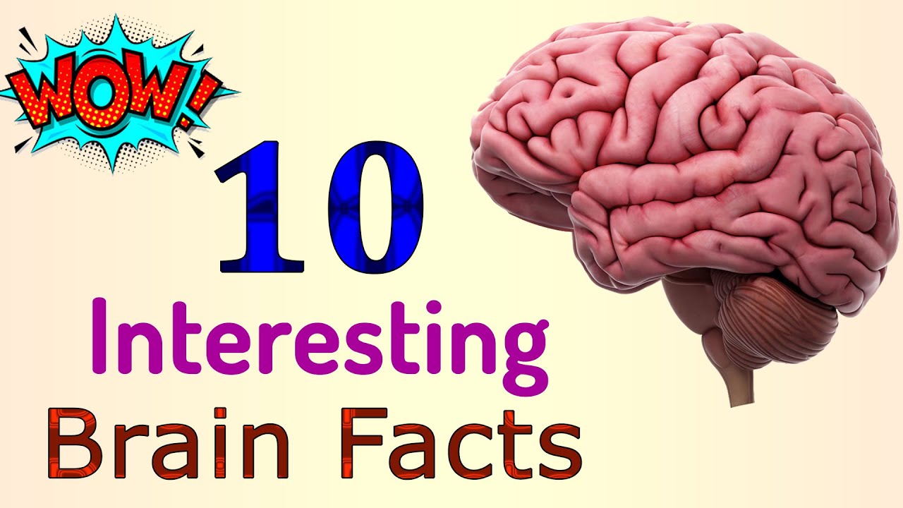 10 Interesting Facts About The Human Brain Factswacts Facts Youtube Otosection 10-interesting-facts-about-the-human-brain-factswacts-facts-youtube-otosection